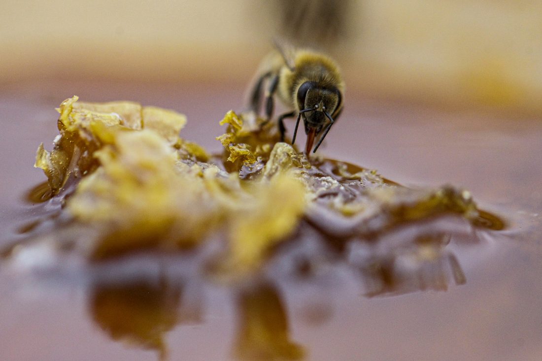 Reflections in Nature: Majority of insects are very beneficial | News ...